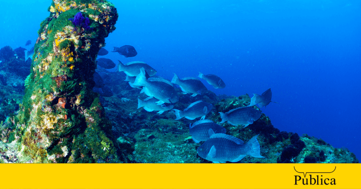 Offshore oil plans in Brazil threaten South America’s largest coral ...